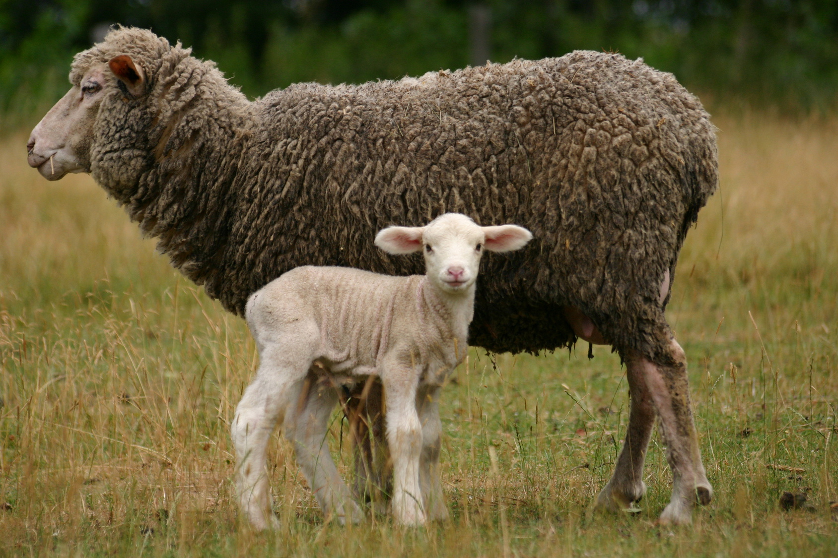 Passover - Discovering The Jewish Jesus