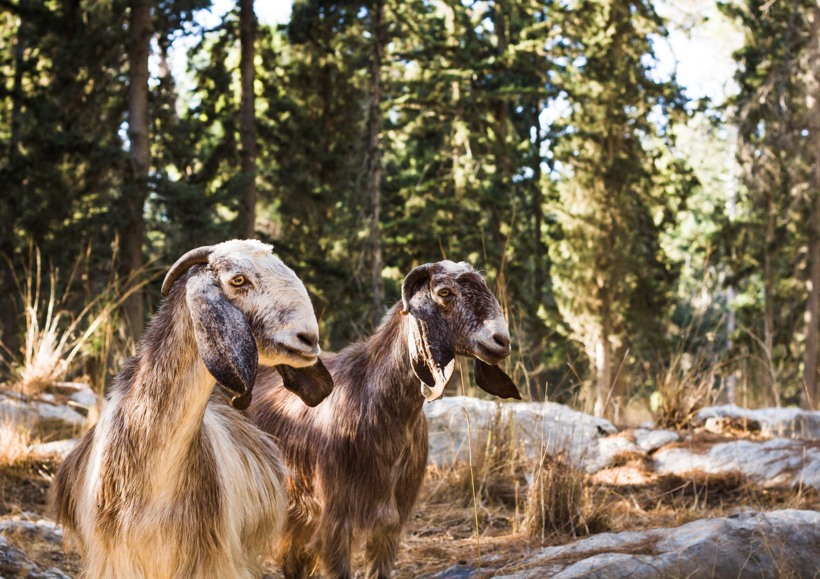 The Day of Atonement - Discovering The Jewish Jesus